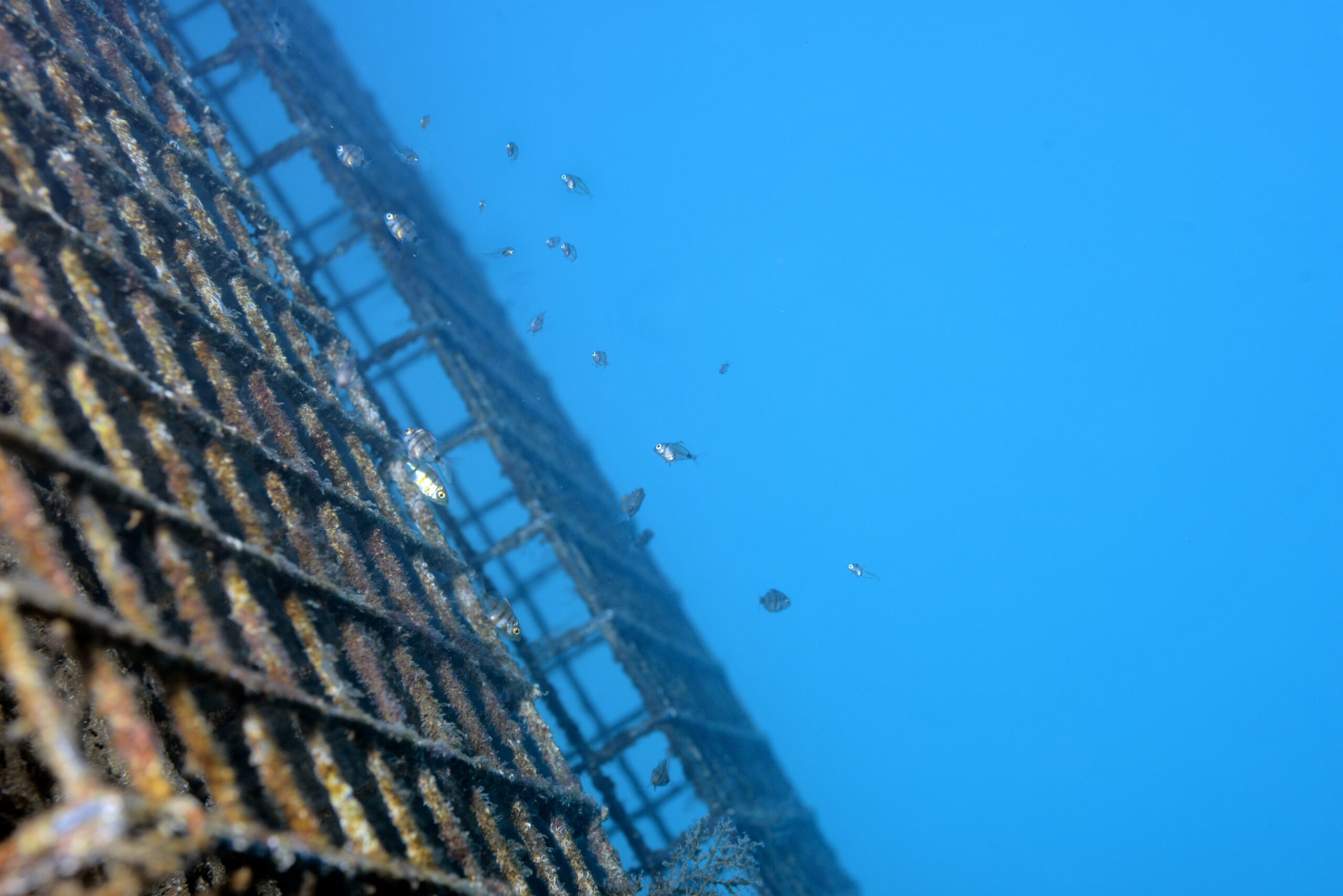 De nouveaux biohuts au port du Chichoulet - La Domitienne